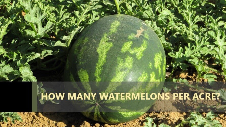 How Many Watermelons per Acre? - Vintage Billboard